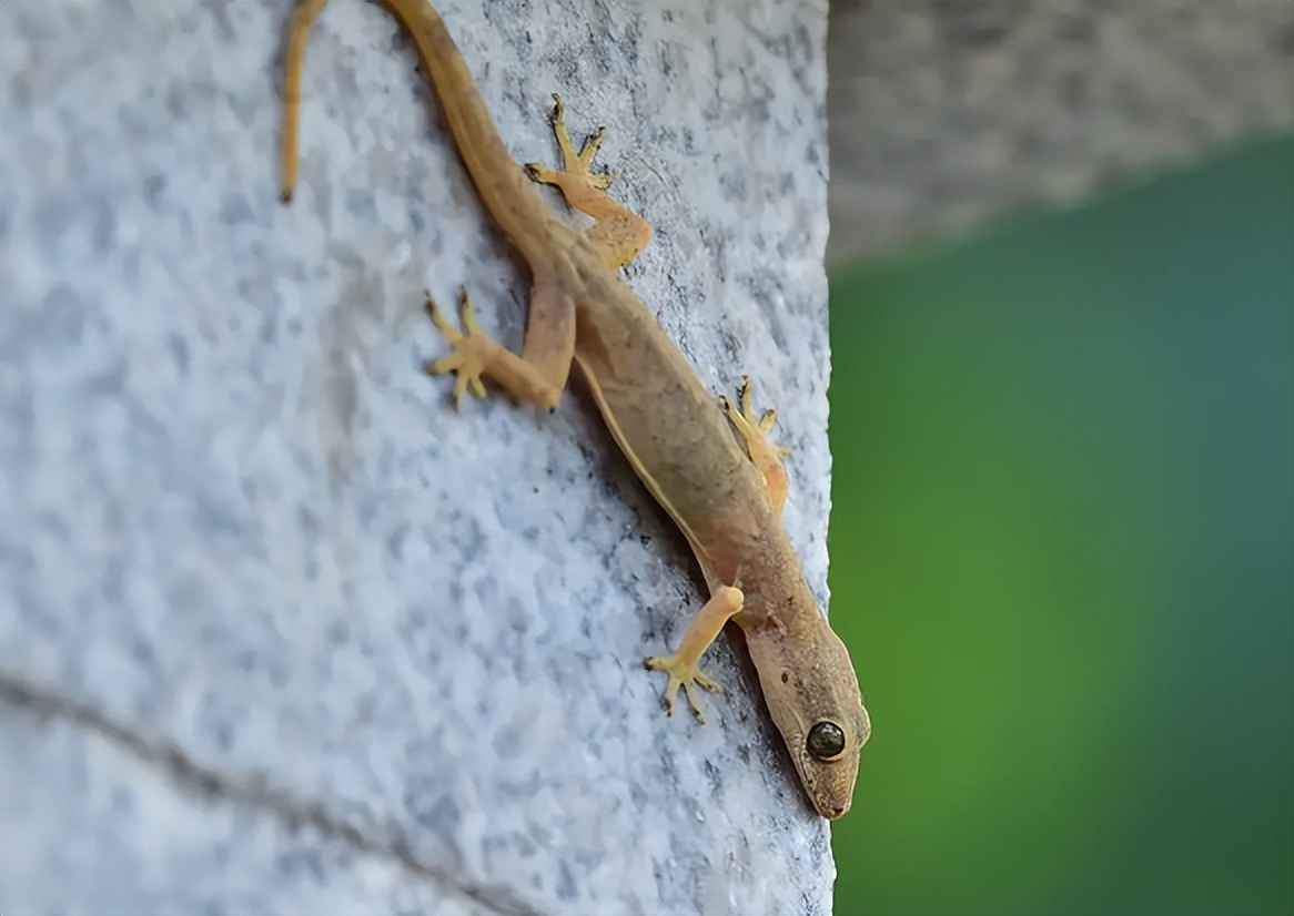 Is the gecko one of the "five poisons" poisonous?A gecko has entered ...