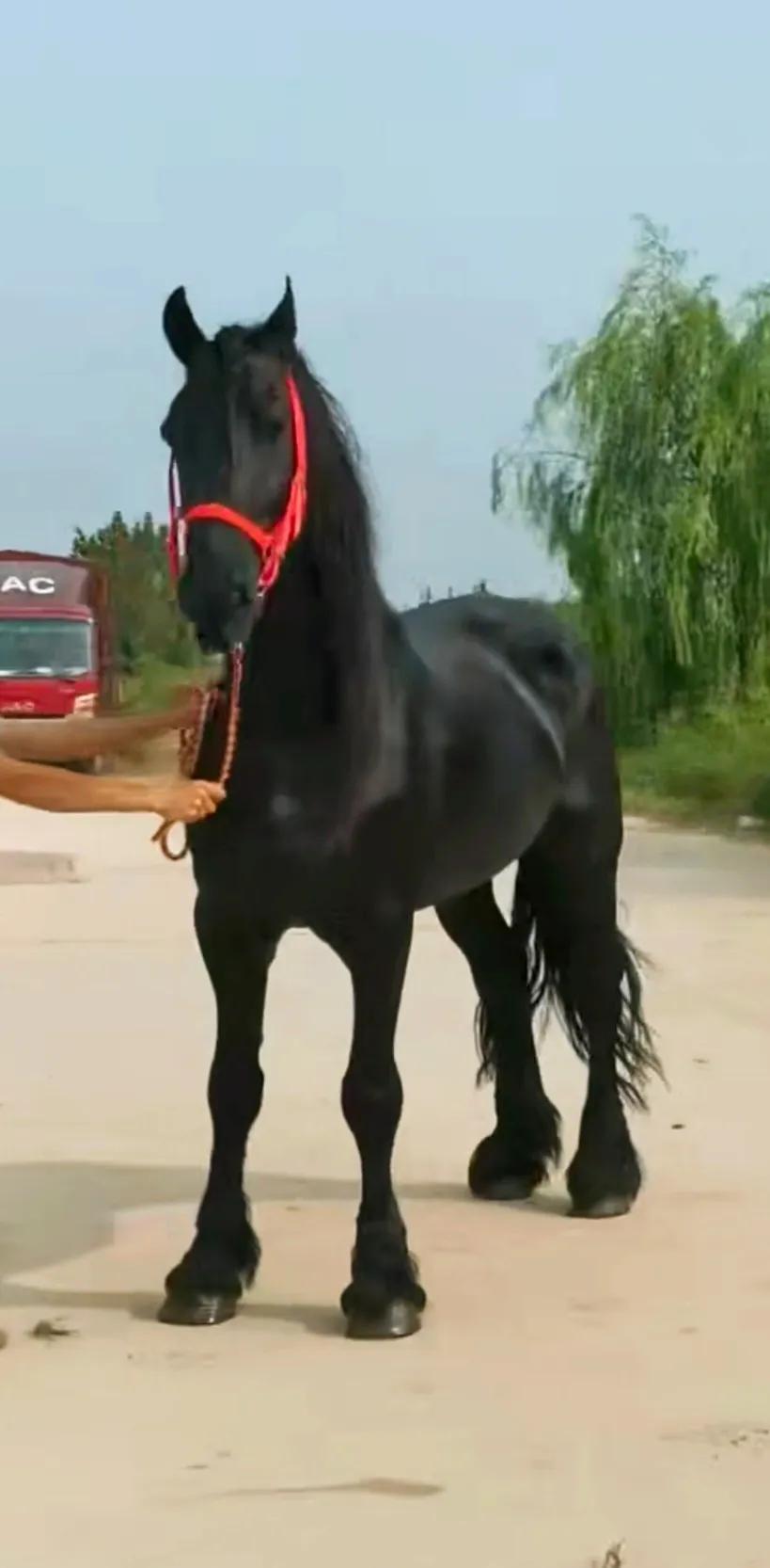 Sharing pictures, the rare bloody BMW, known as the "Pegasus", is ...