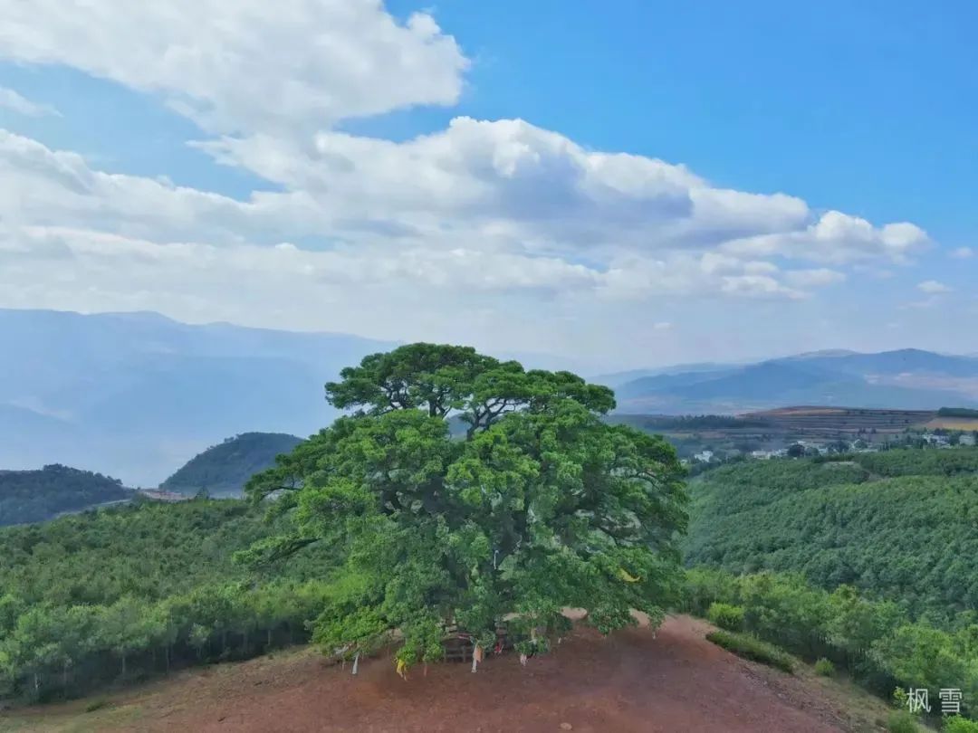 Back from the dead!There is a thousand-year-old sacred tree in Kunming ...