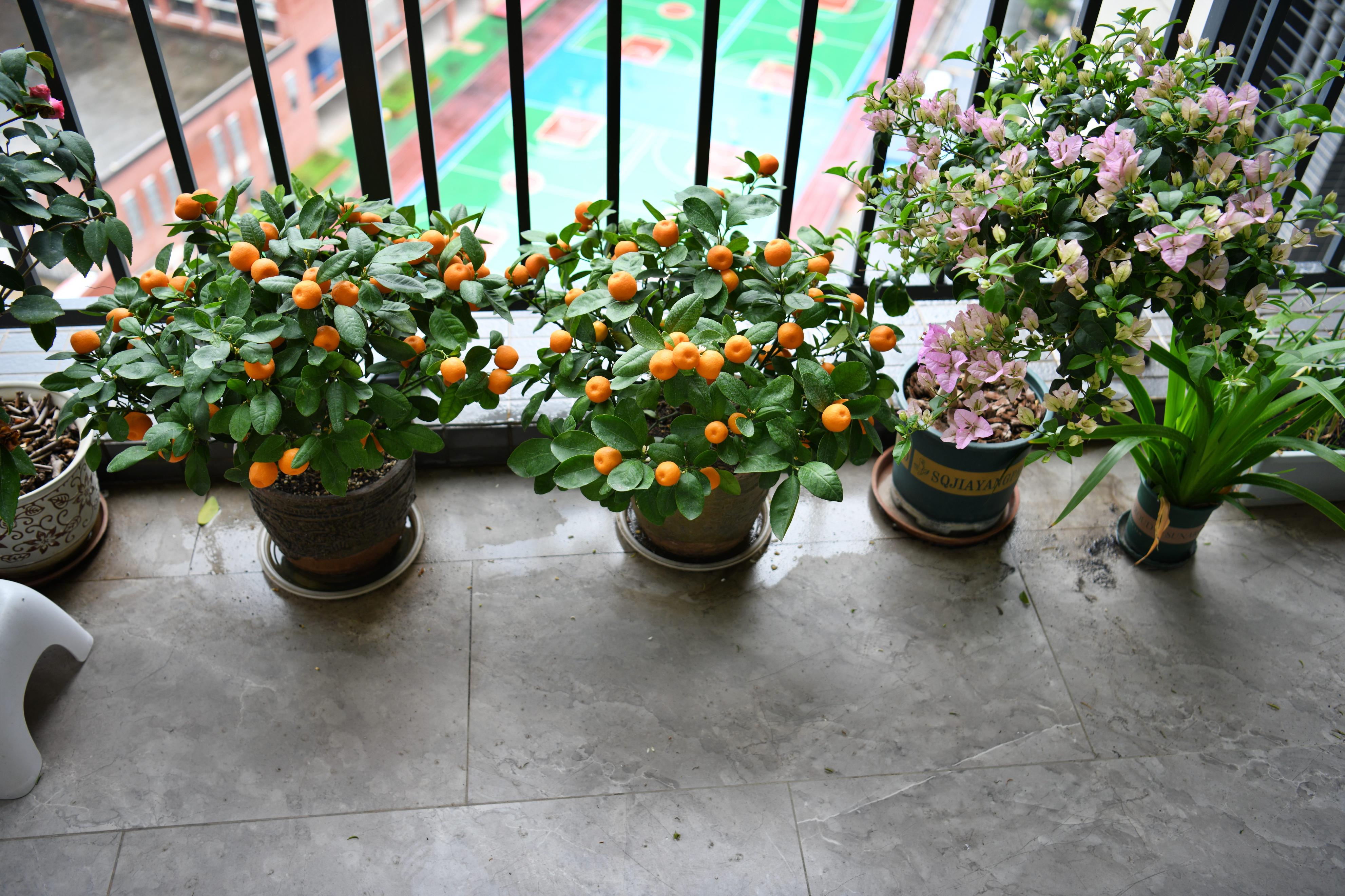 Four-dimensional whole house cleaning: Chaimi M13 Beta all-in-one ...