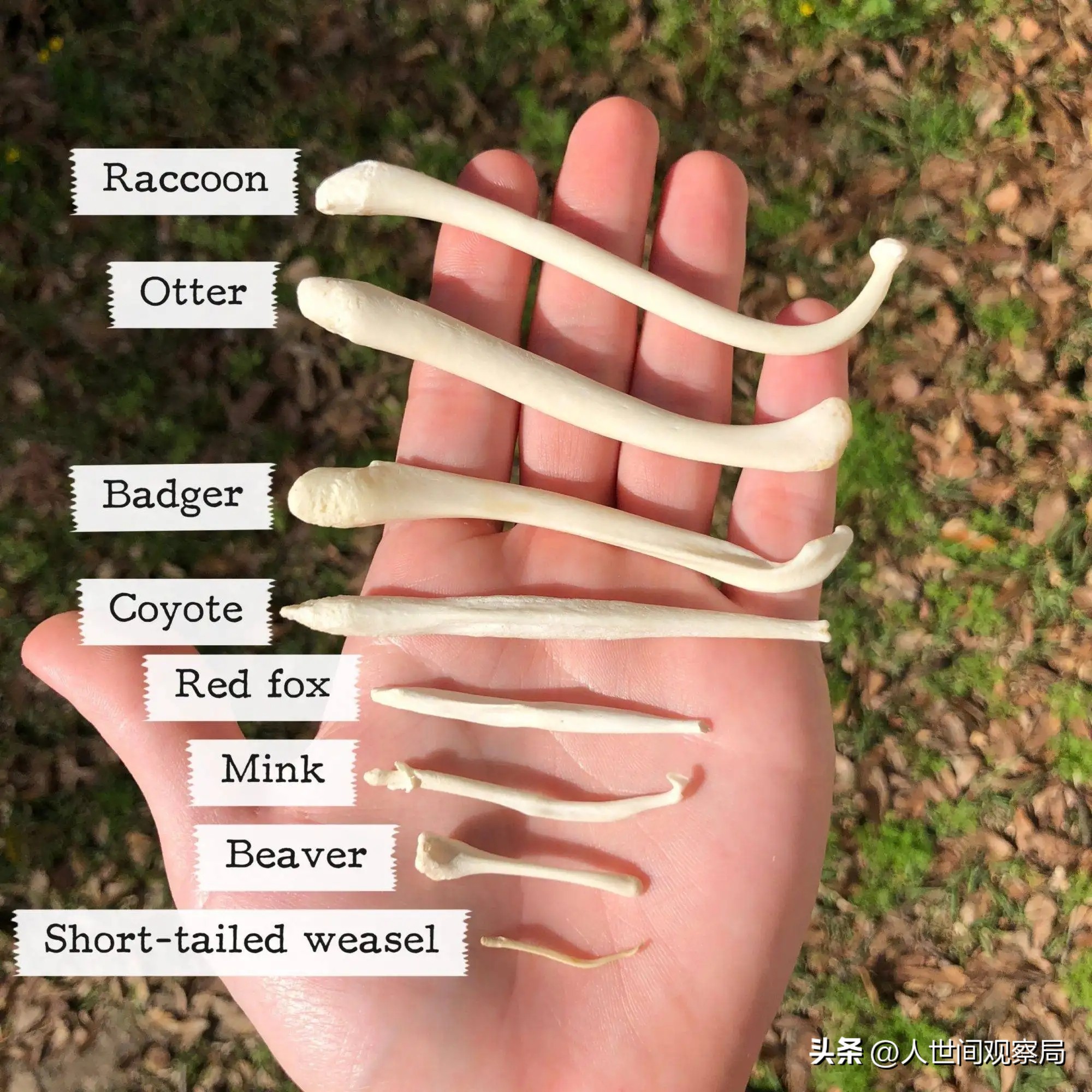 How hard are males in order to mate?The rat is like a trident, and the ...