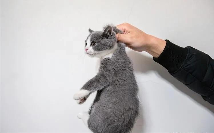 Why does it dare not move when you pinch the back of the cat's neck ...