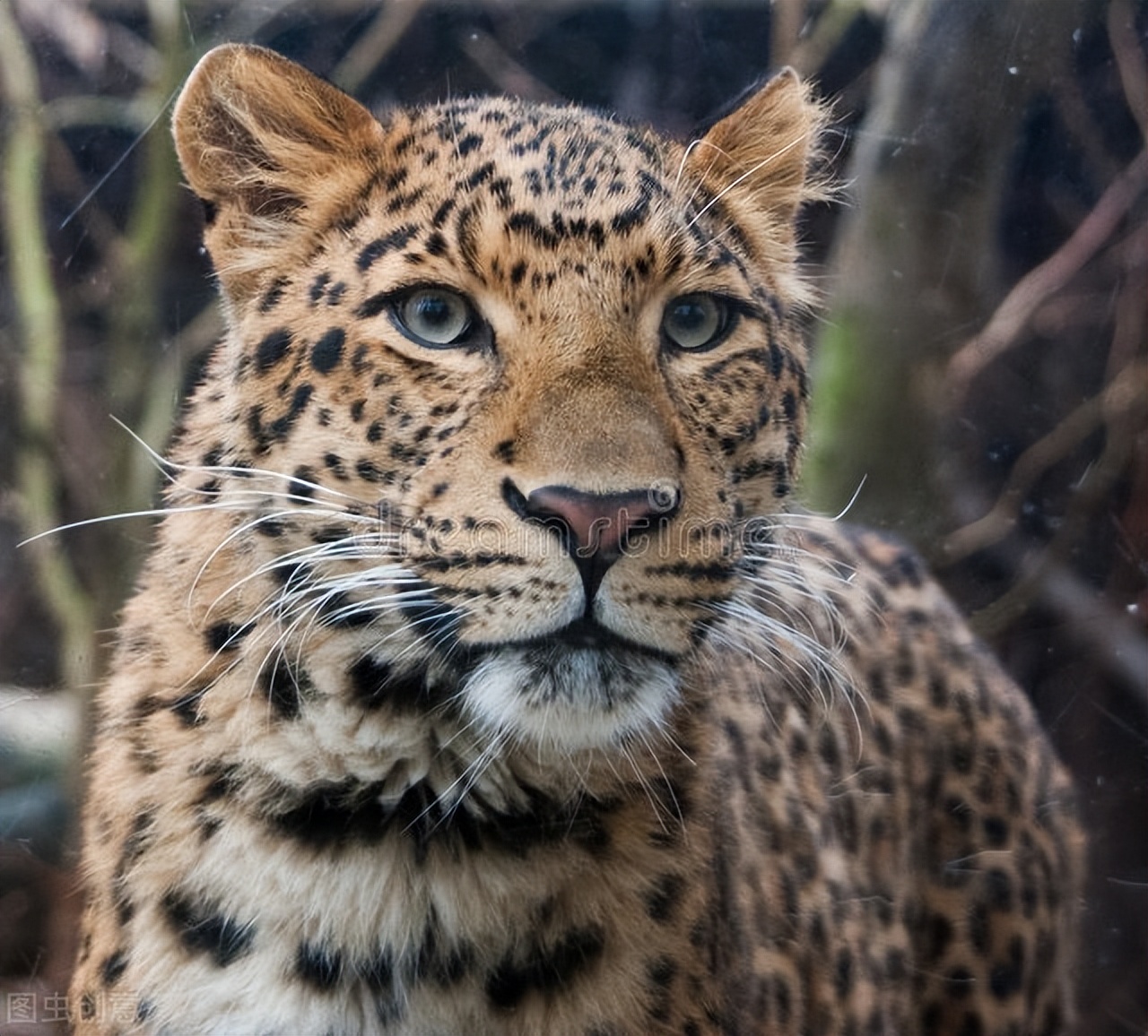 Most Shanxi│province with the largest number of wild North China ...