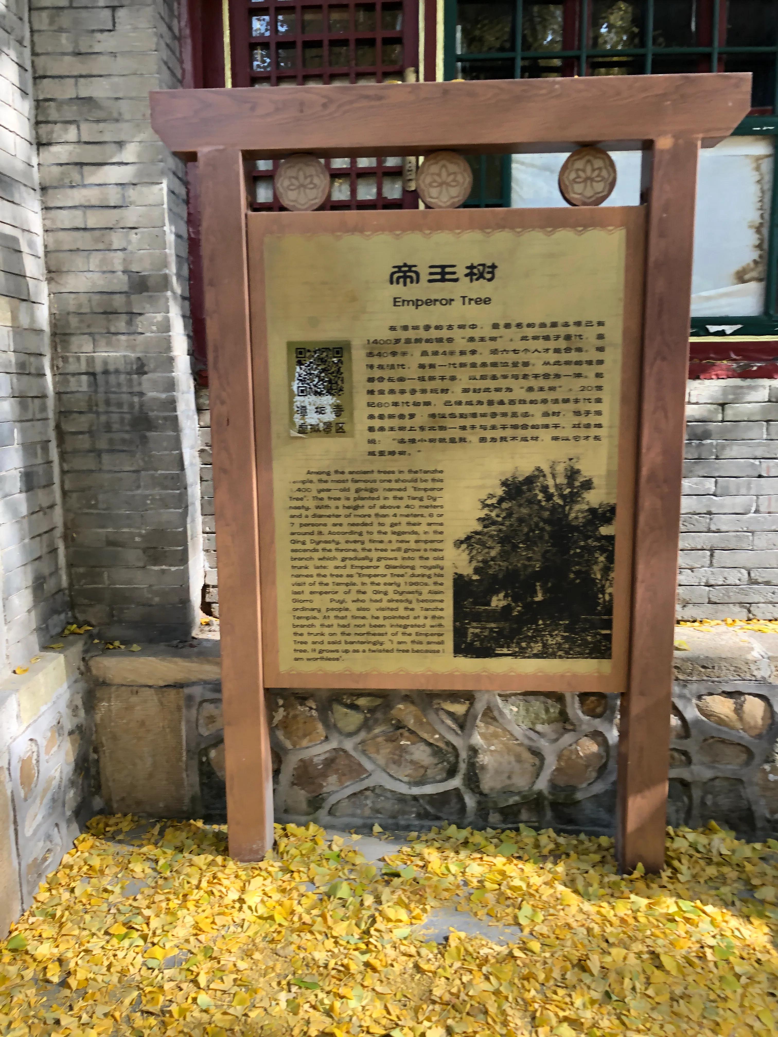Looking at the trees in Tanzhe Temple - iNEWS