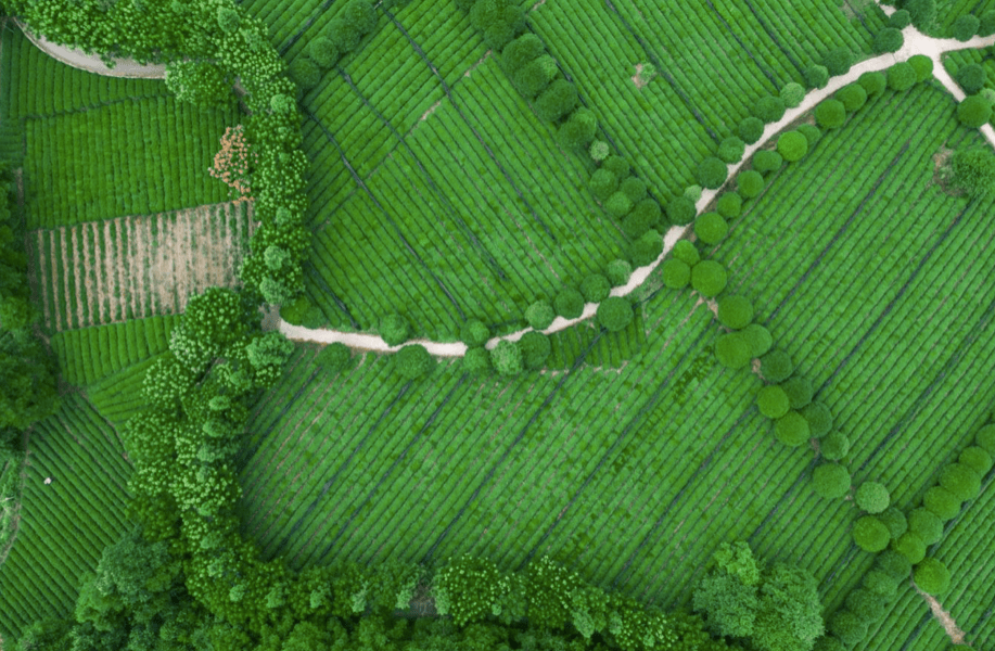 Wandering around the ten thousand acres of tea sea in Zunyi, the tea is ...