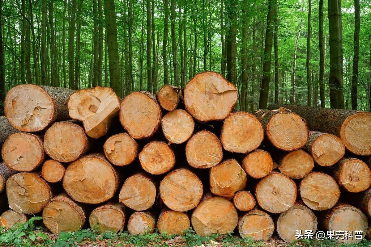 Symbiosis across species: exploring the relationship between humans and ...