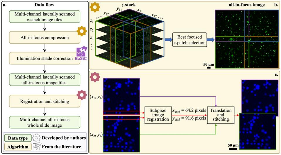 A deep learning model automatically detects tumor cells and activated ...