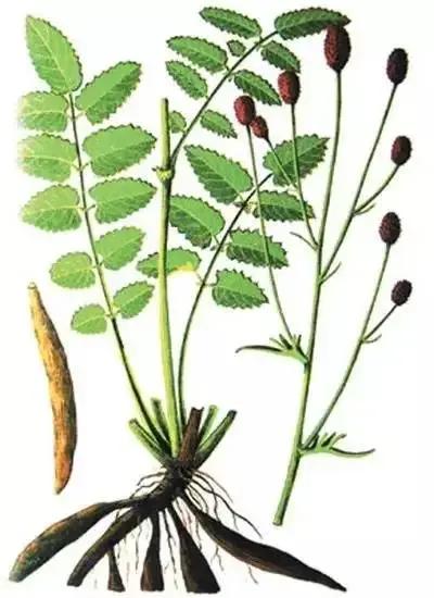The root of blood arrow grass growing in the hillside grassland is the ...
