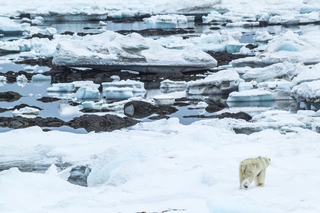 How does Arctic sea ice vary on different temporal and spatial scales ...