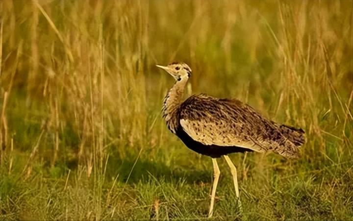 After seeing how bustards mate, I know why the proprietress of the ...