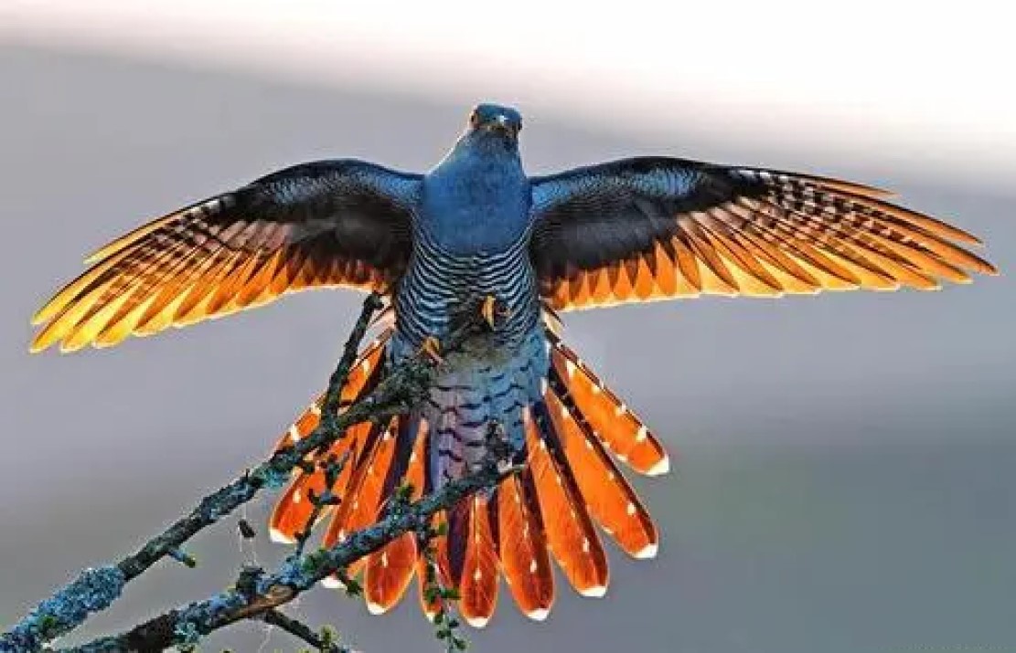 Blood-screaming cuckoo and dove occupy magpie's nest, good bird or bad ...