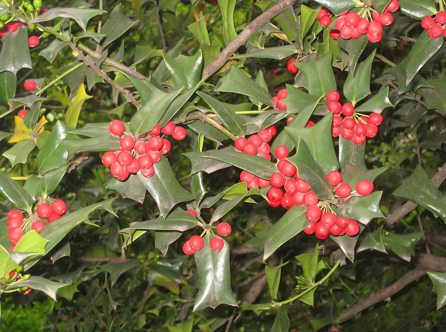 Born under the valley, it is called "cat thorn", and it bears "little ...
