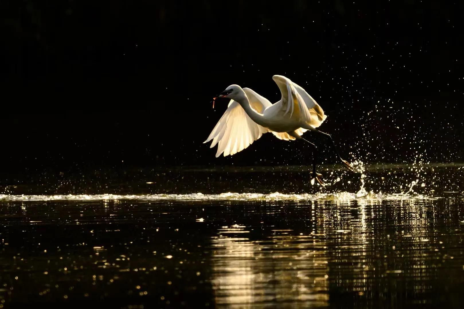 The beauty of backlighting in photography - iMedia