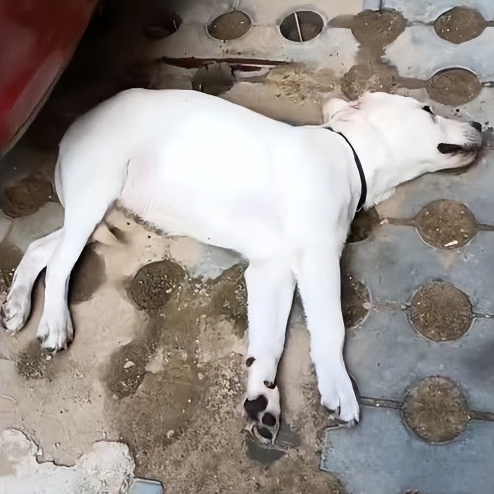 Labrador was pushed from the 4th floor by a woman, fell to the ground ...