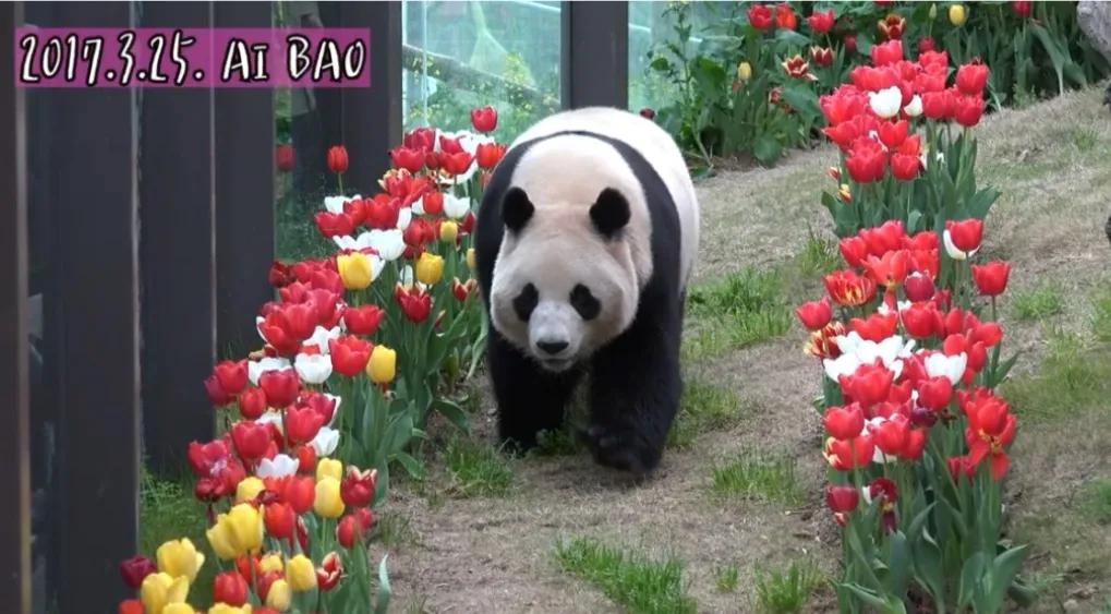 The giant panda Aibao who was slapped in the face by Zhang Sanjin - iMedia