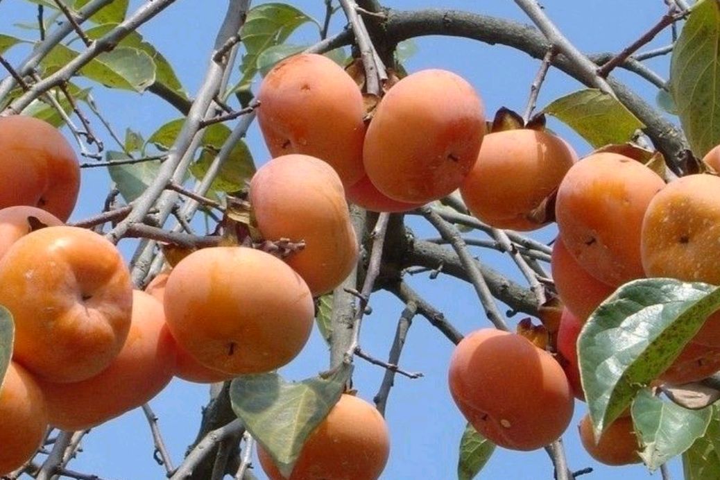 There is a rural saying: "Plant 5 trees in the yard, and the children ...