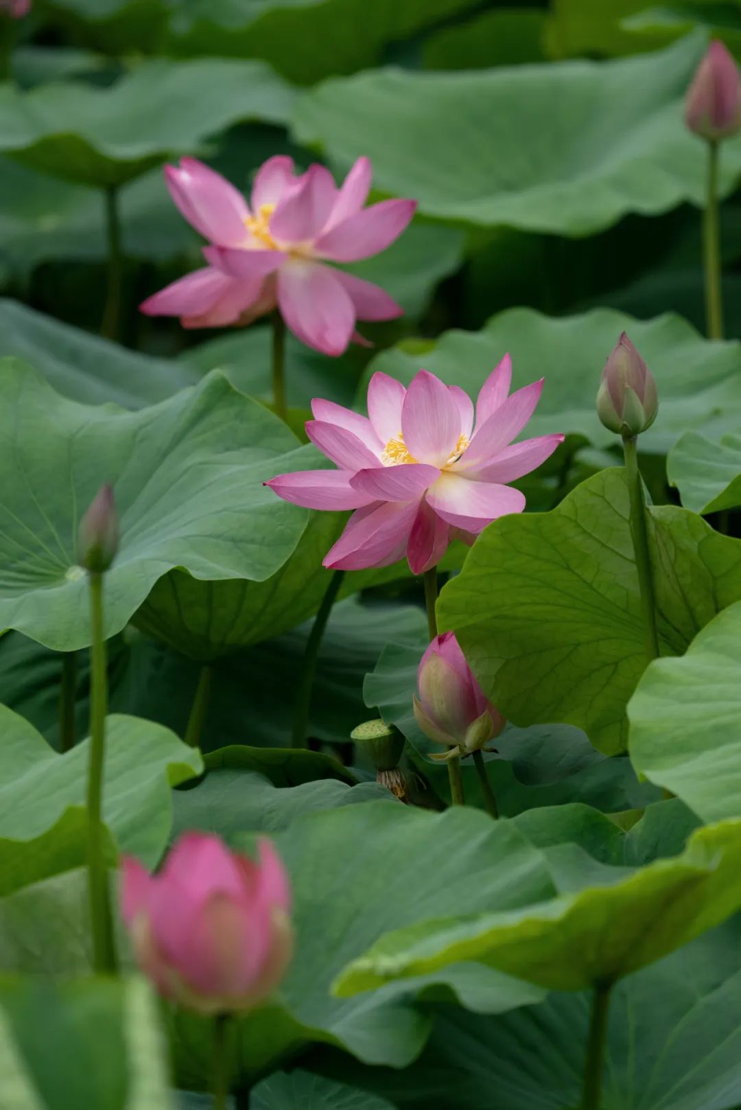 Late summer and new autumn! "Lotus" you meet the beautiful sunset lake ...