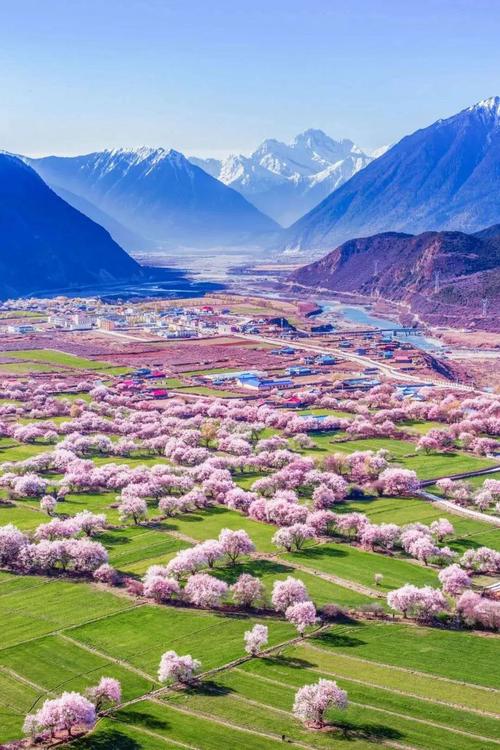 Appreciating flowers in spring, Linzhi, Tibet, a small village that no ...