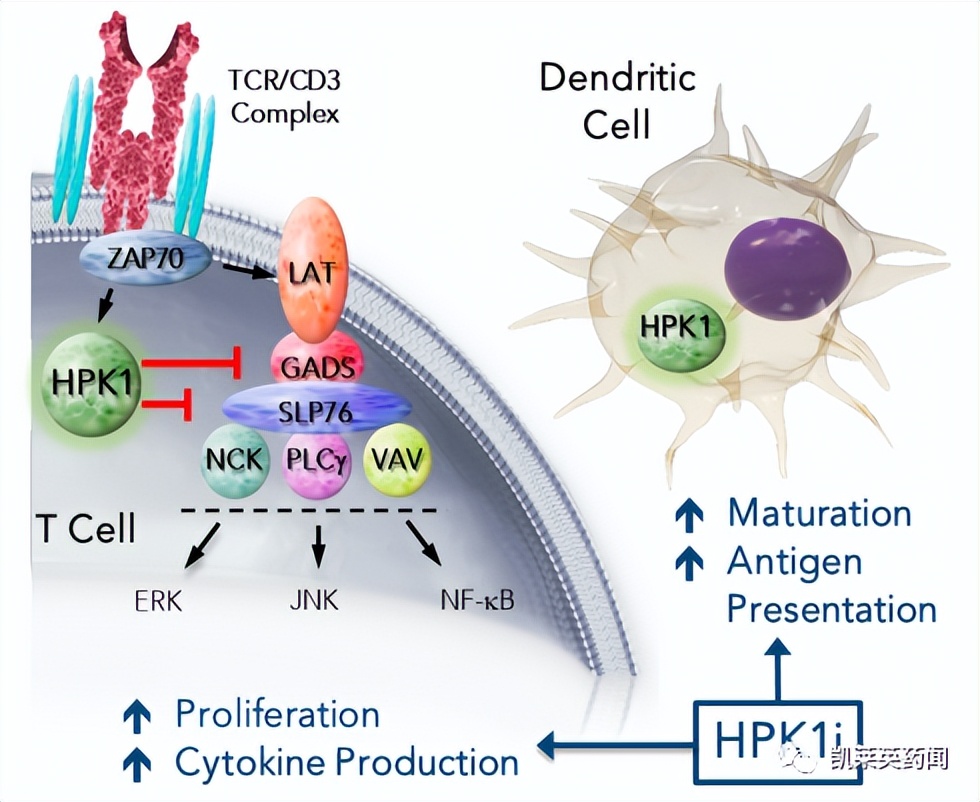The "remote control" of tumor immunity, let's look at the latest ...