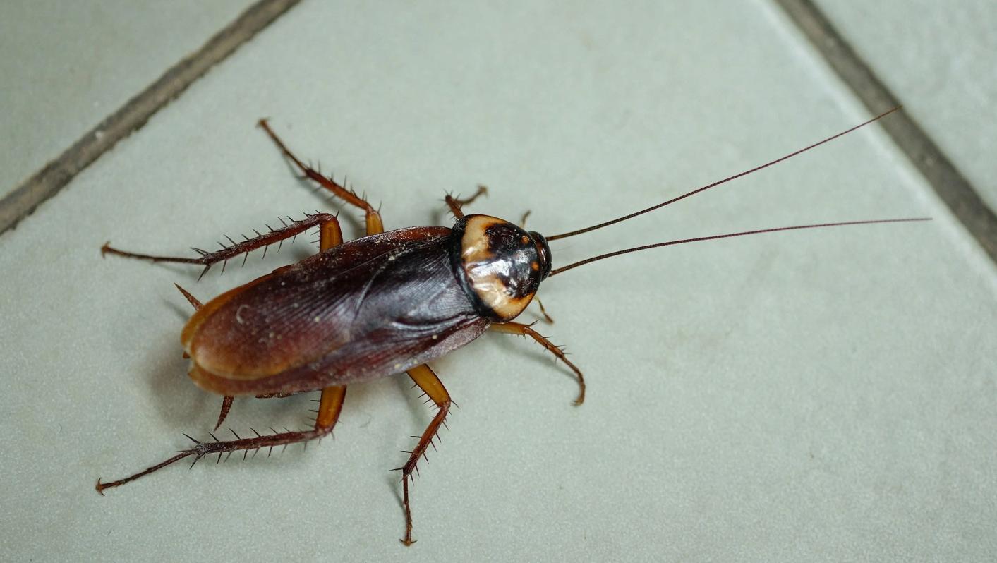 Scientists create living robotic cockroaches that can be controlled ...