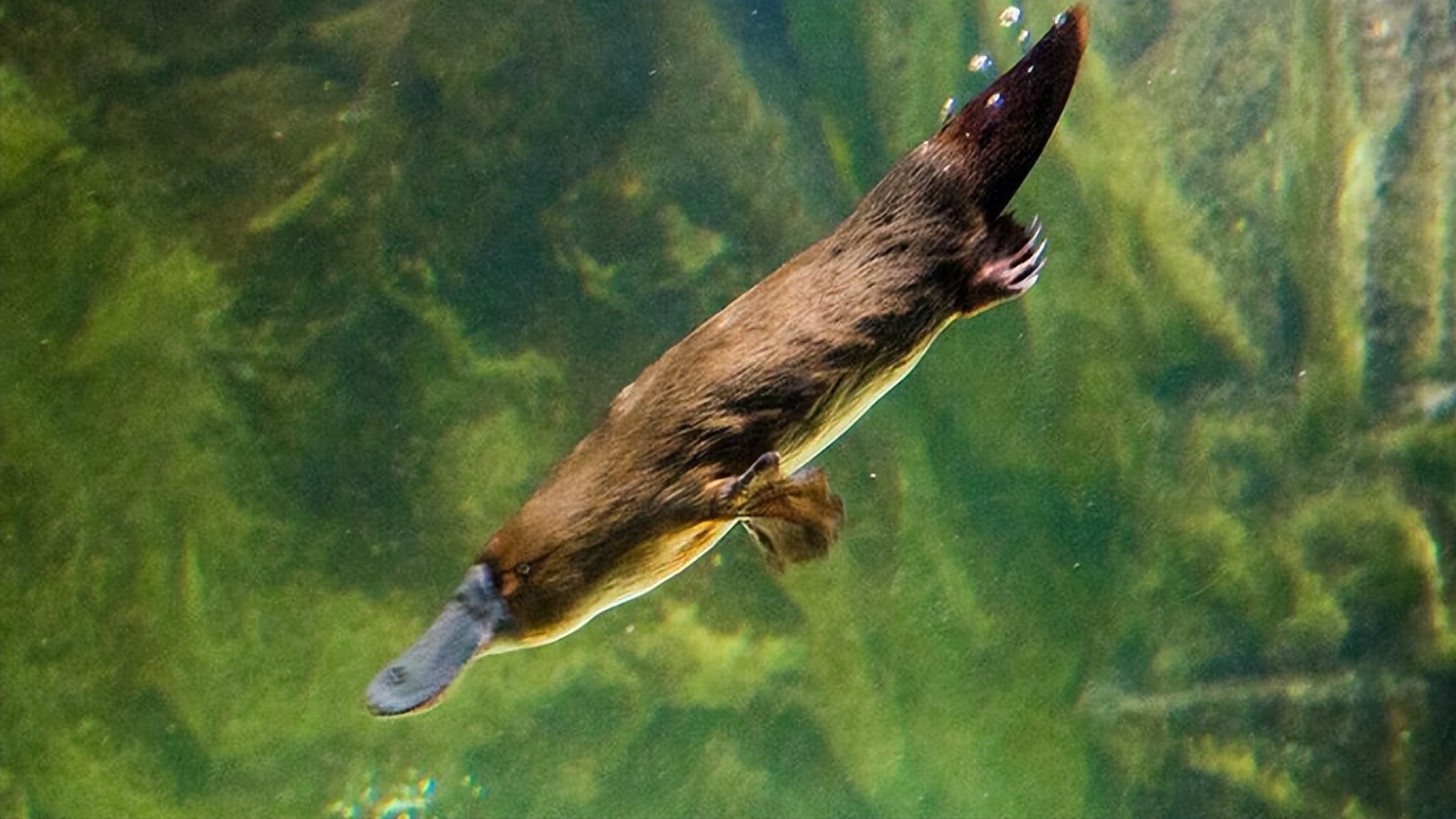 Characteristics of external morphology, internal structure and ...