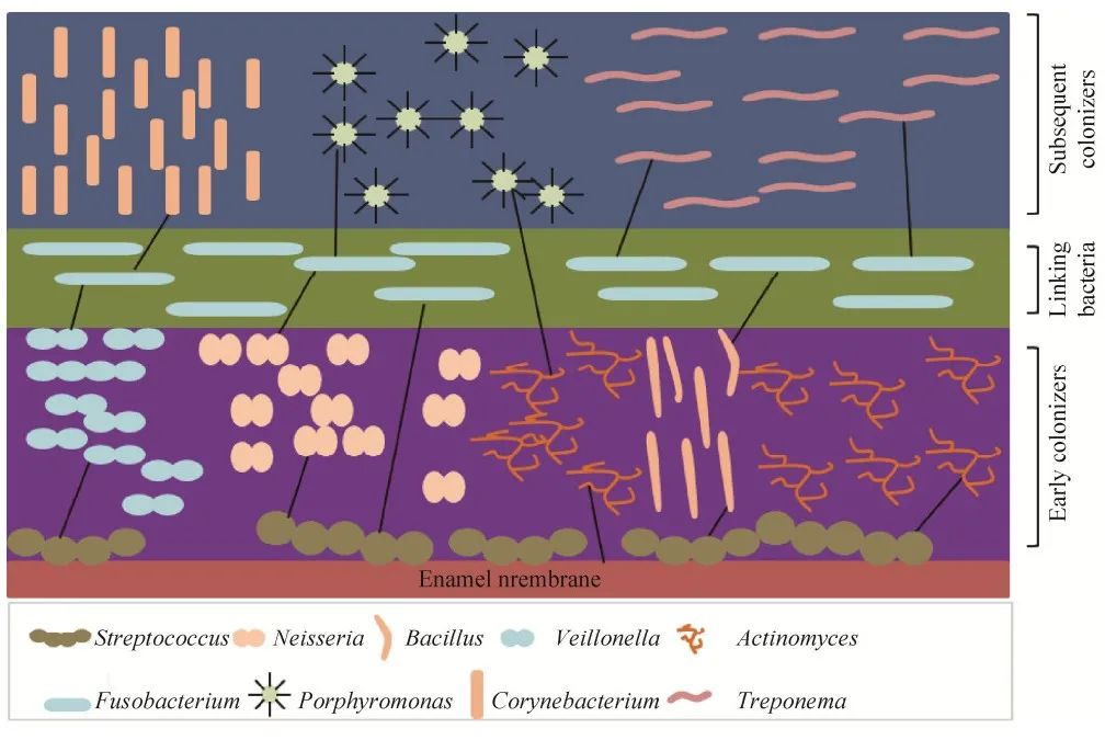 Get lazy and skip brushing your teeth after the New Year's Eve dinner ...