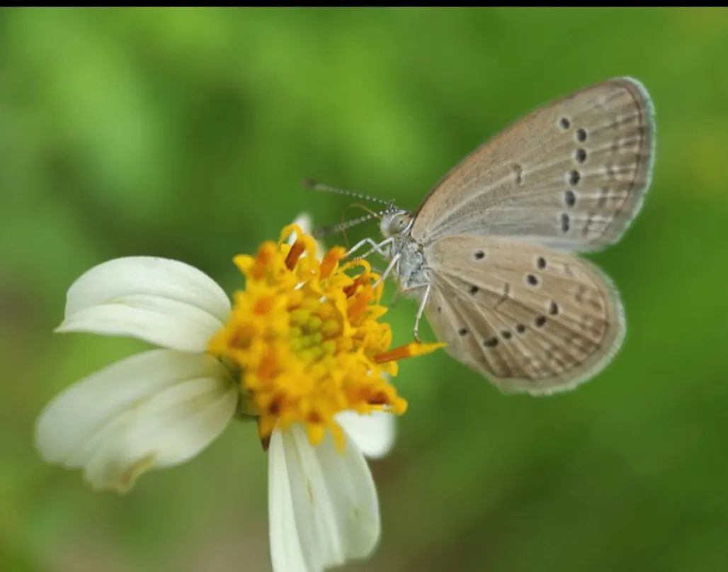 The reflection caused by Coco Lee's death, what is wealth? How can we ...