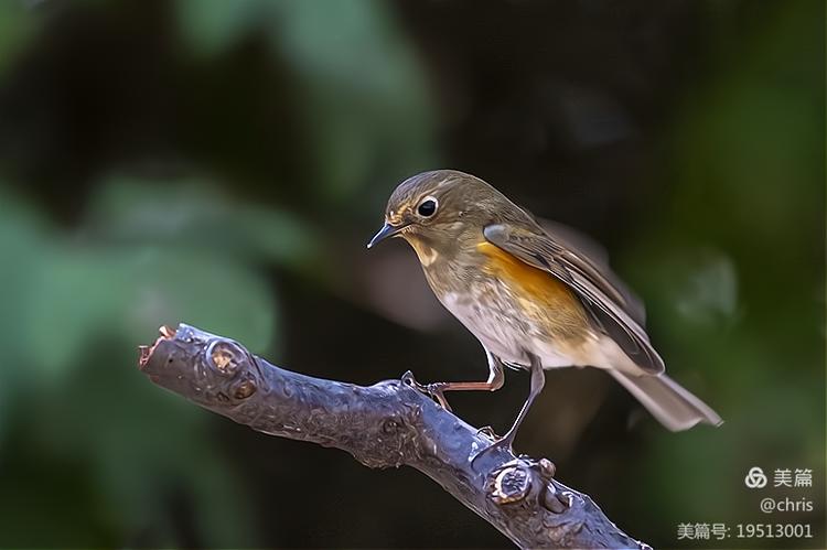 Red-flanked Blue-tailed Robin - iNEWS