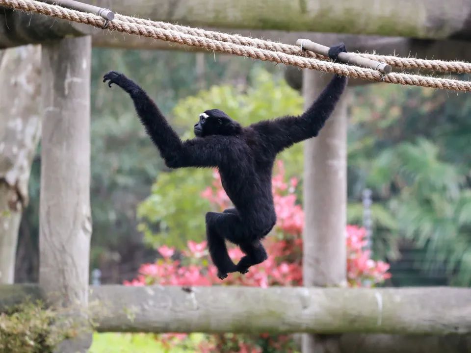 "The apes on both sides of the strait can't stop crying" - iNEWS