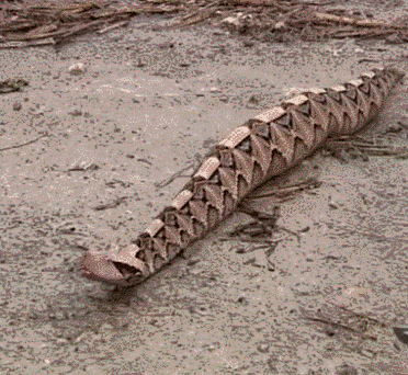 How terrible is the Gabon viper, the fattest venomous snake in the ...