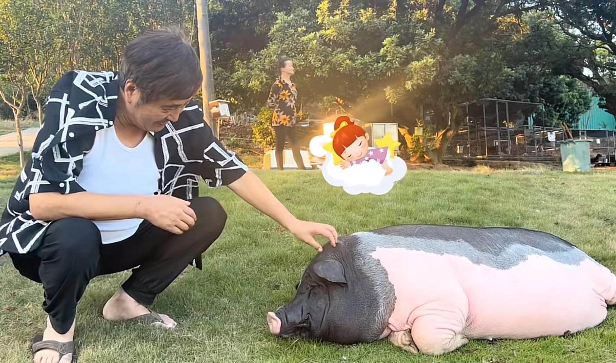 Actor Lin Wei feeds pigs in the countryside, wears slippers with a big ...
