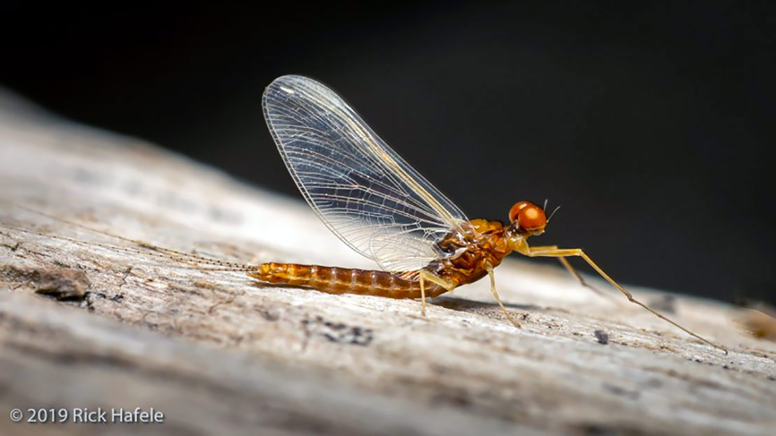 Life and death, the shortest life is only 5 minutes, mayfly takes 350 ...
