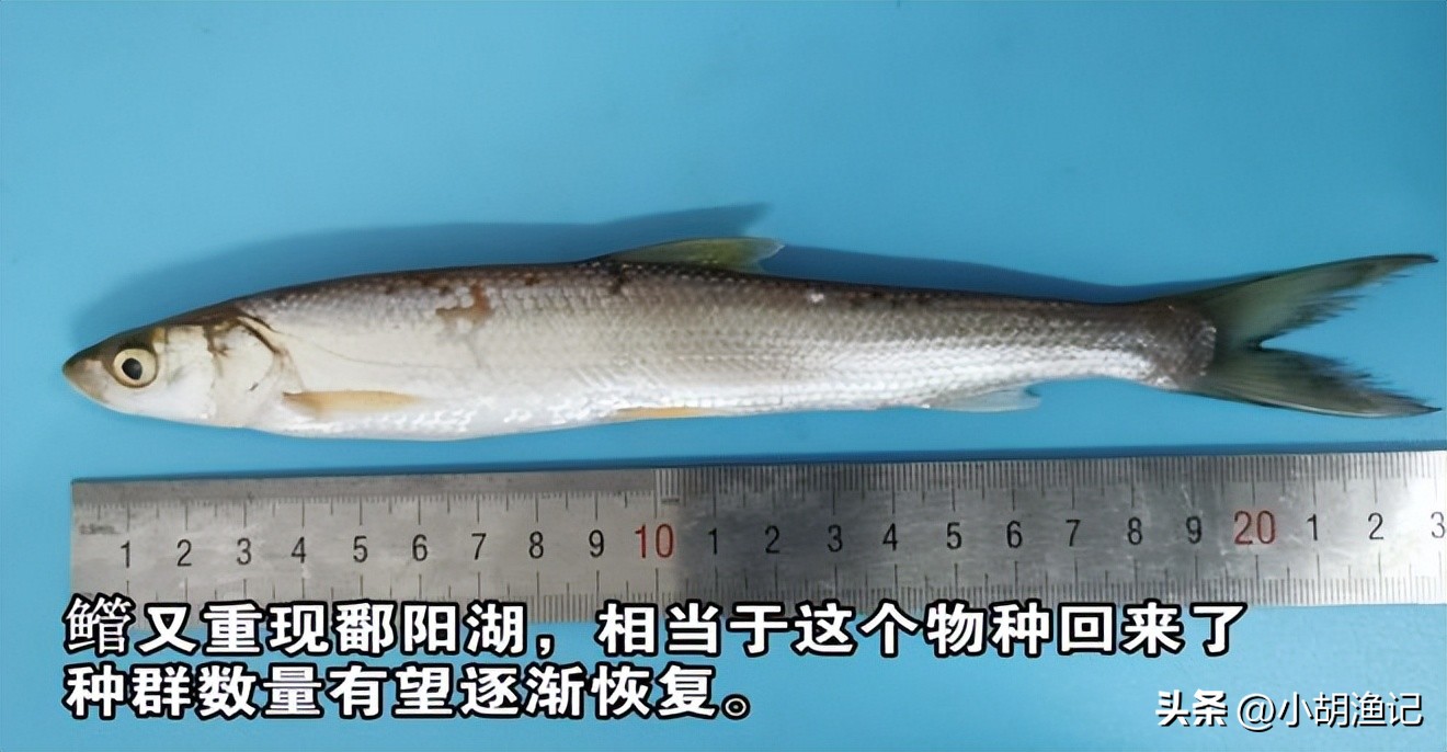 A mysterious fish species appeared in Dongting Lake. It was declared ...
