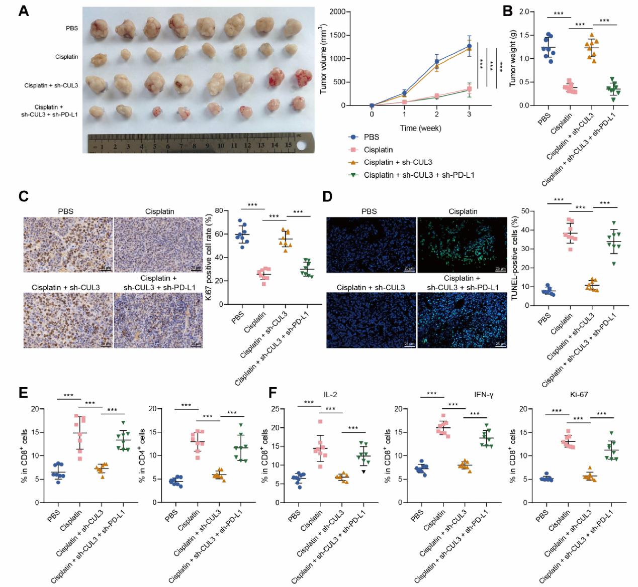 AbMole Research-CUL3/SPOP complex degrades PDL1 protein to prevent ...