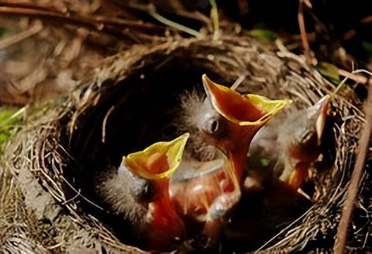 Chinese people don't eat sparrow meat, so why are there fewer sparrows ...