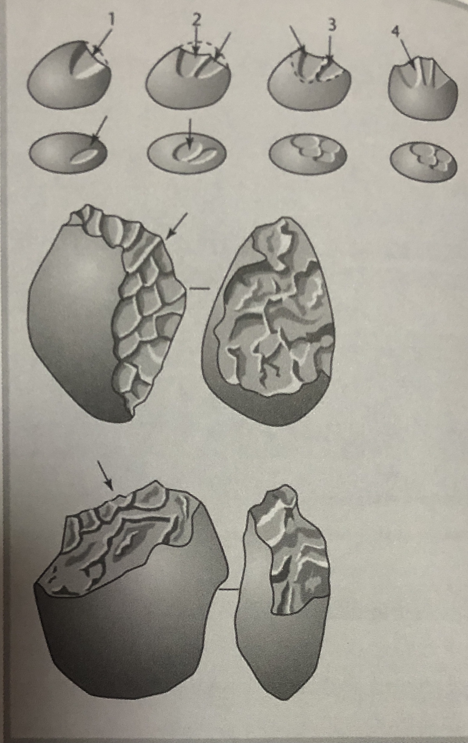 Who was the first human to make tools? - iNEWS