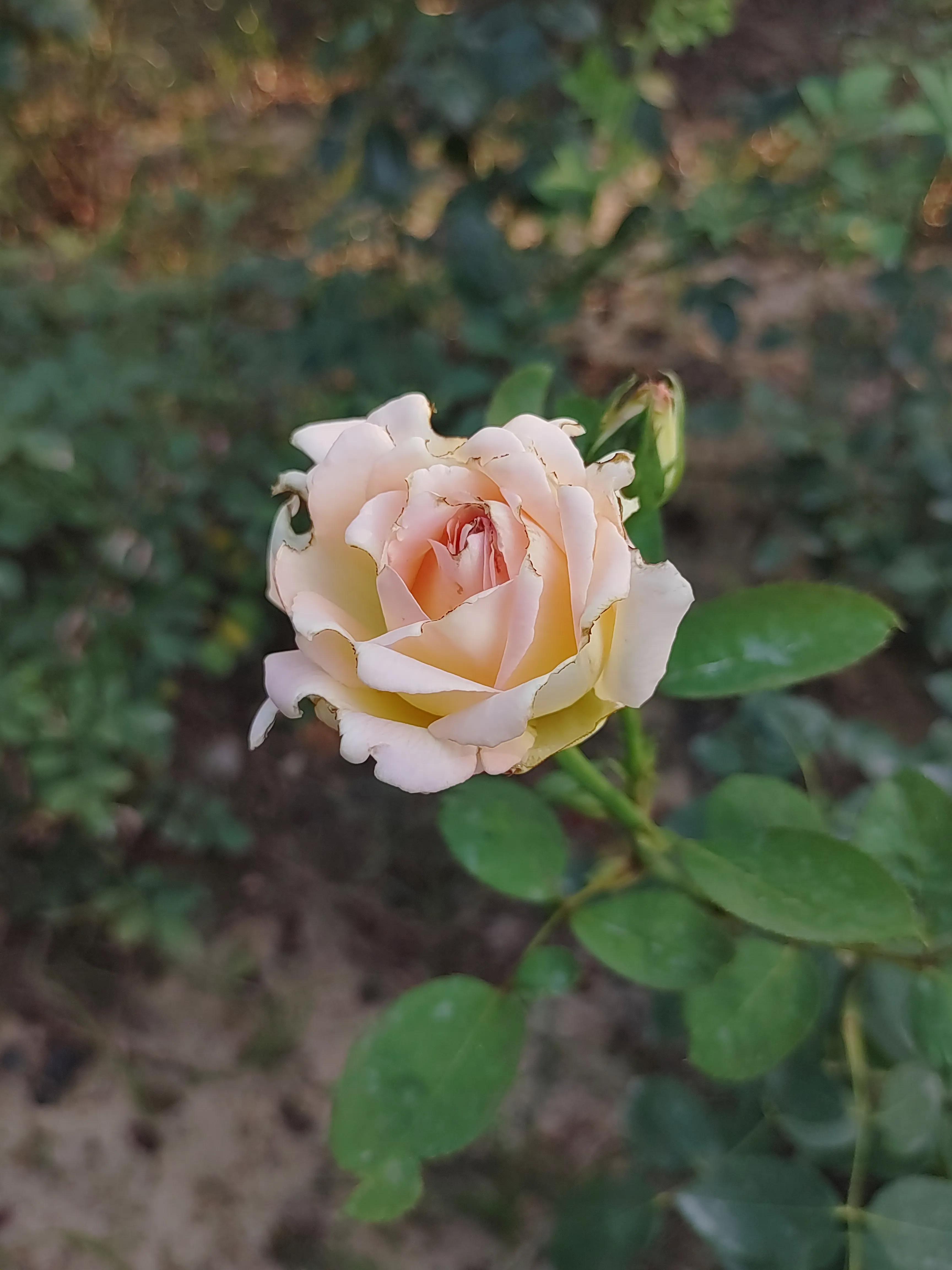 It's June in the world, and Chinese roses are here to accompany you ...
