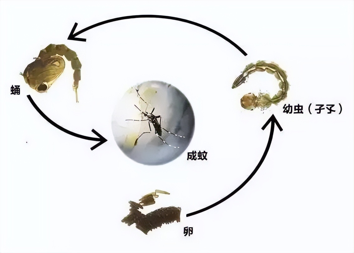 Can mosquito larvae survive in salt water? The result is surprising - iNEWS