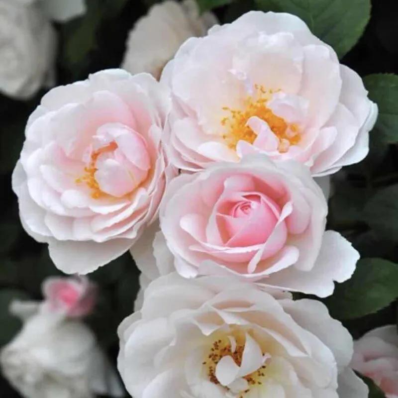 Magnificent Rose Rose in Granville - iMedia