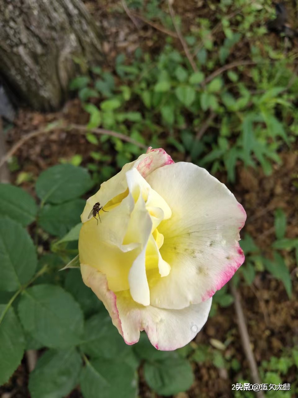 Swim along the banks of the Duhe River, and be grateful for the source ...