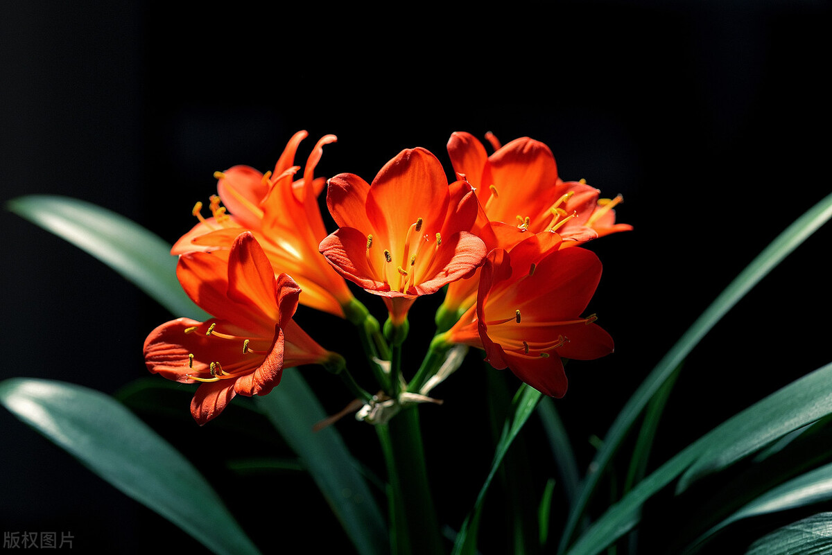 Tips for growing new leaves of Clivia - iNEWS