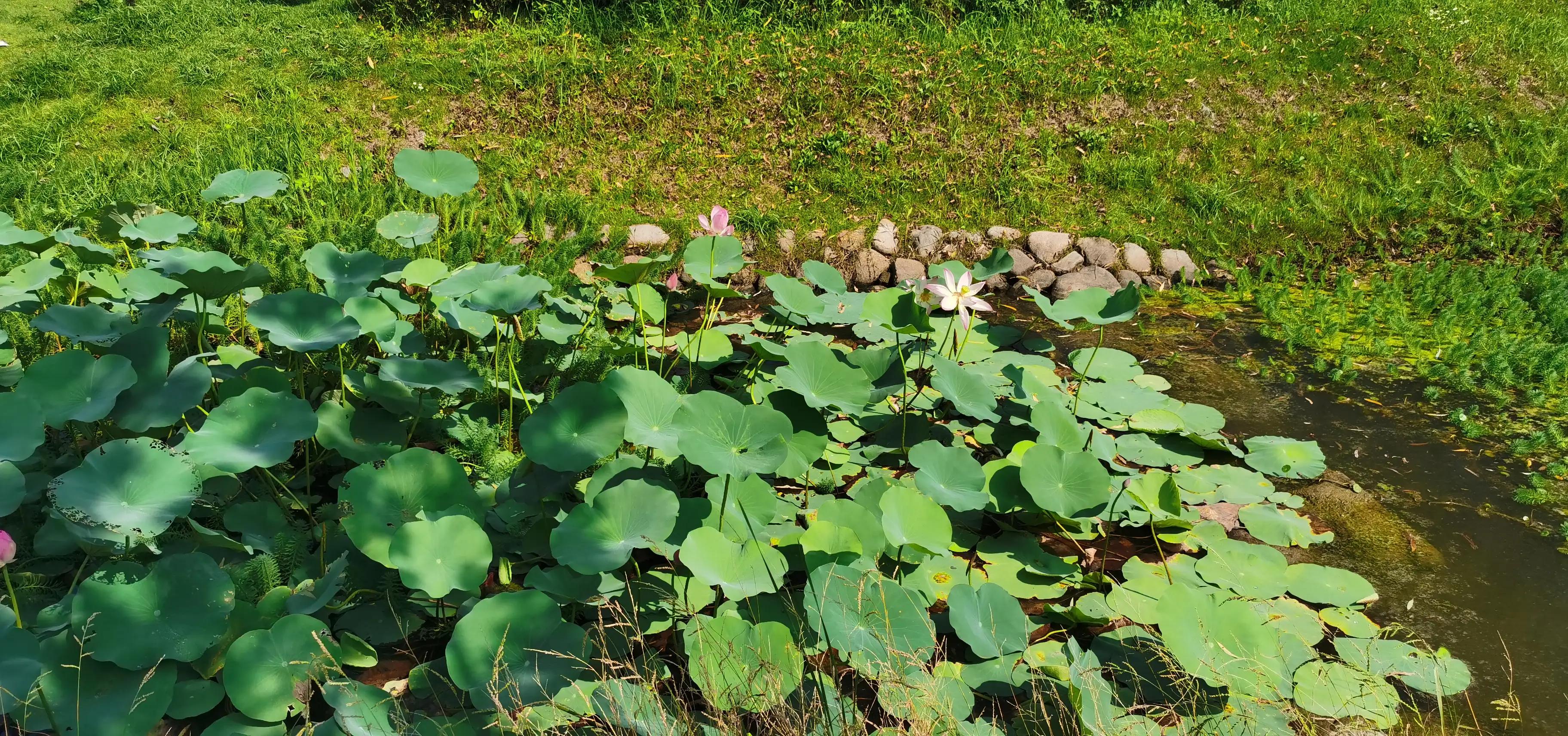 Xia Yuhe in Xi'ao Village - iNEWS