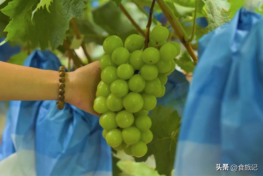 The top-notch fruit that has been popular for several years, you ...