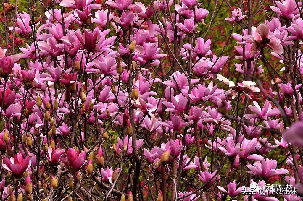 Flowers of Guilin Xishan - iNEWS