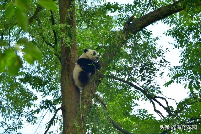 In 2007, when the giant panda "Yan Yan" died suddenly, Germany refused ...