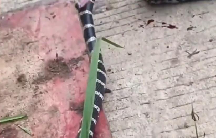 Awesome my duck! The big black duck swallowed the snake as a "spicy ...