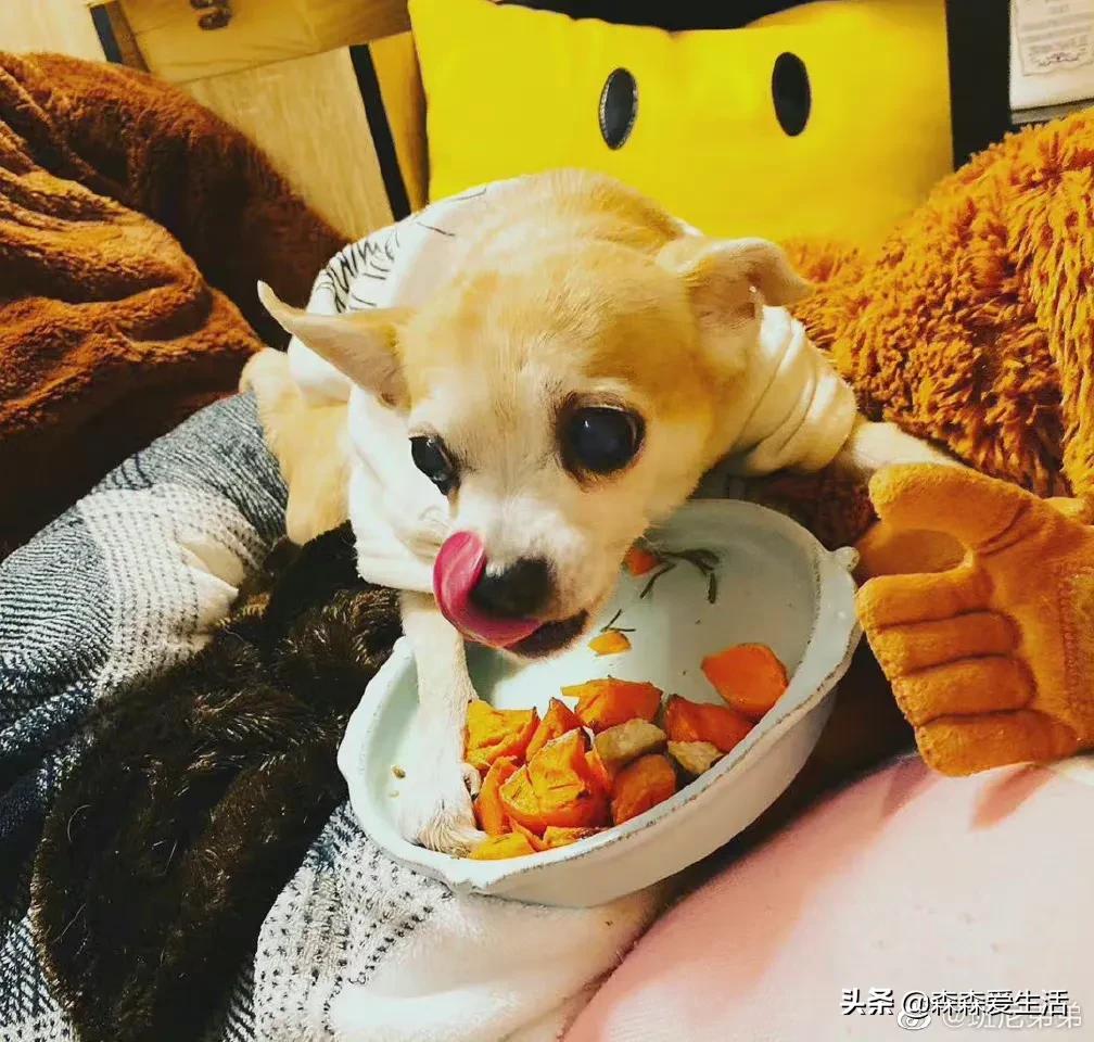 The way Xiao Yaxuan's dog left the world, we can only have one place at ...