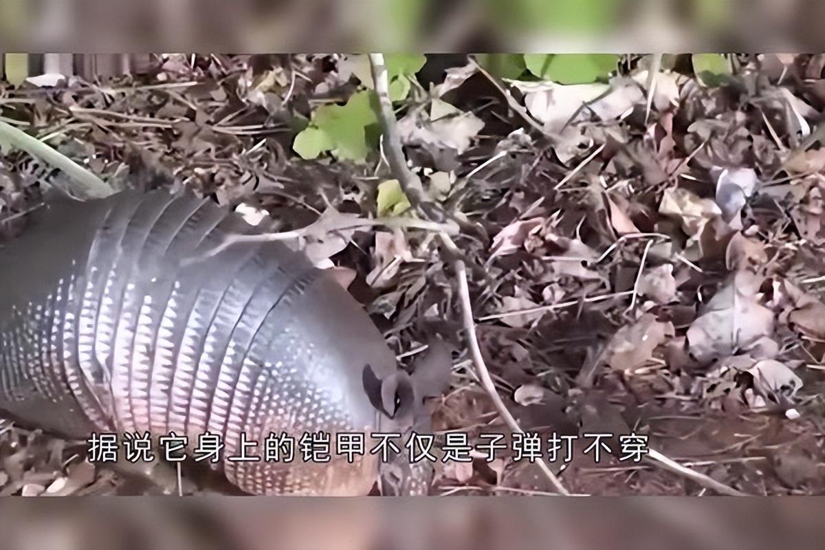 Different animals have life-saving tricks, blood is used as bullets ...