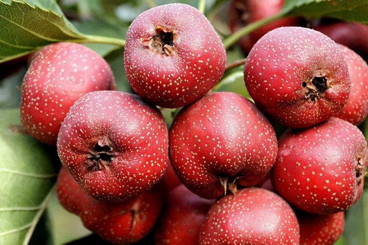 Hawthorn is better to soak in water, or eat it dry?Who are not suitable ...