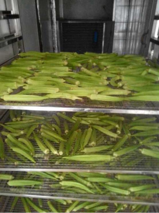 Detailed explanation of okra drying process - iNEWS